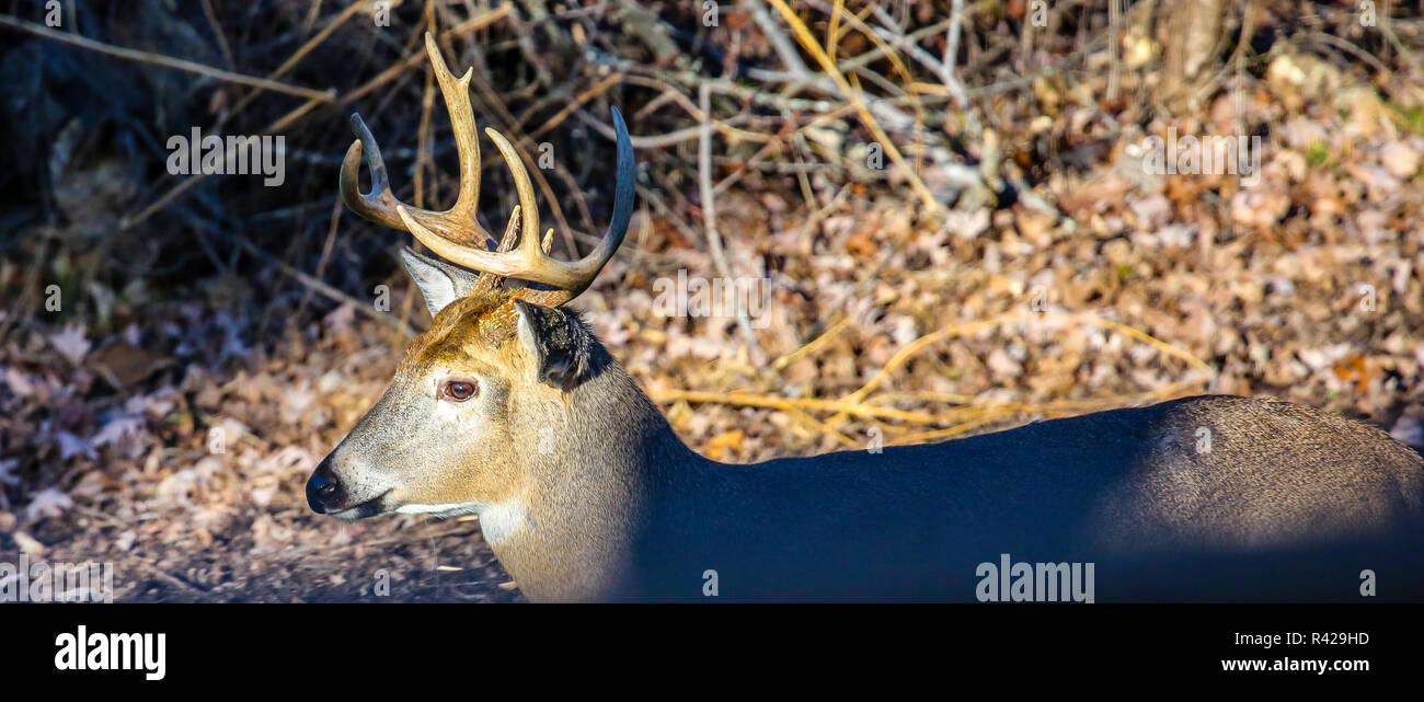 Common whitetail hi-res stock photography and images - Alamy