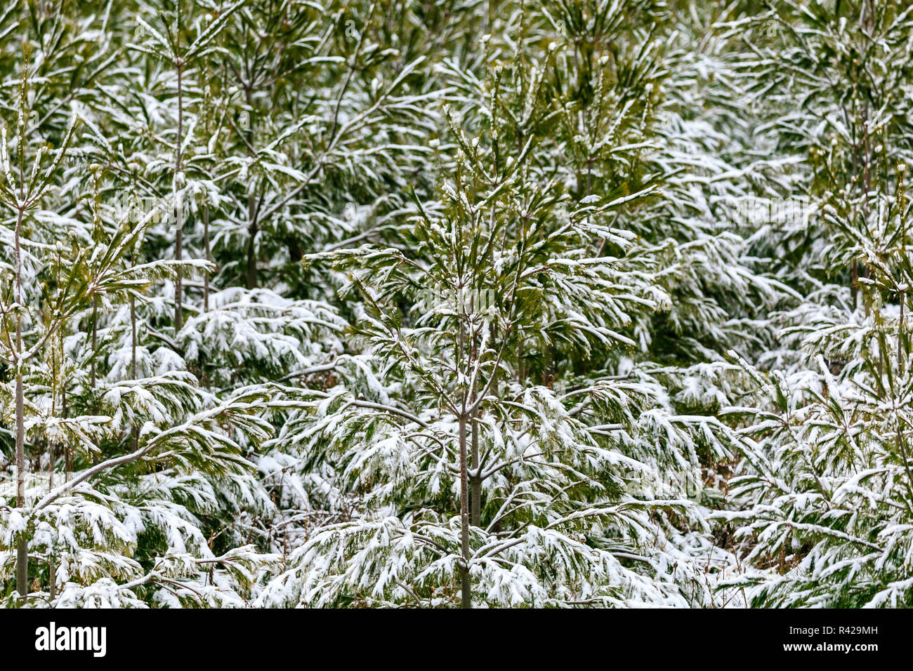Pine trees covered in snow in December Stock Photo - Alamy