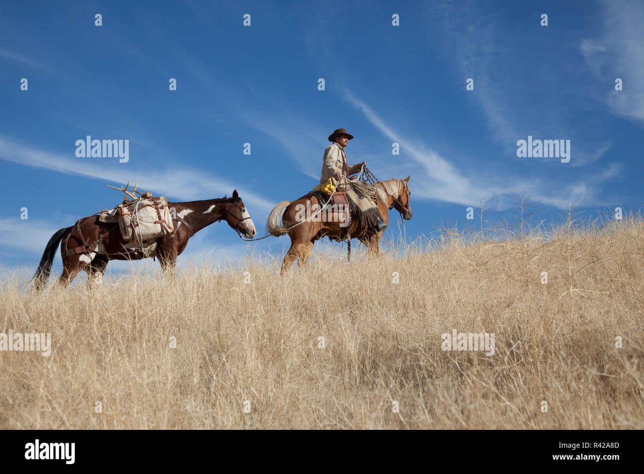 Usa, Wyoming, Shell, The Hideout Ranch, Cowboy on Horseback with Pack ...