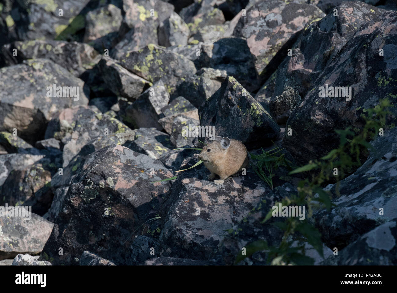 Pika talus slope hi-res stock photography and images - Alamy