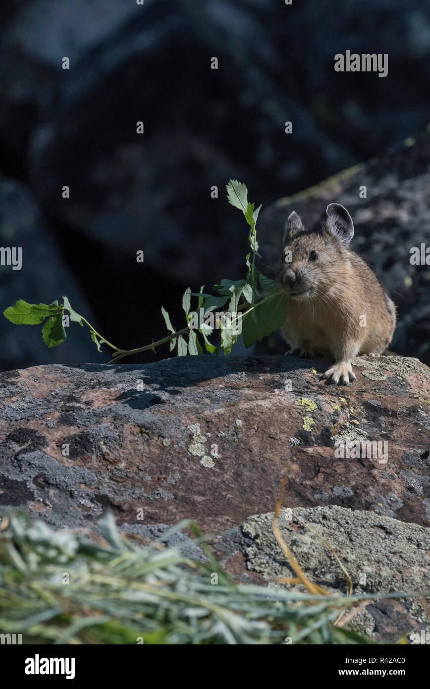 Pika talus slope hi-res stock photography and images - Alamy