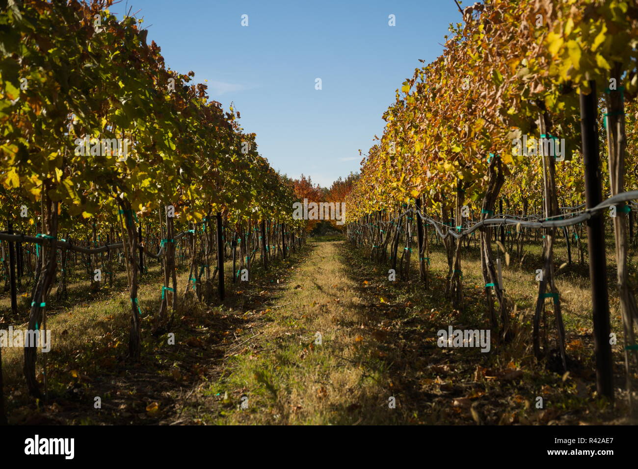 Vineyard posts hi-res stock photography and images - Alamy