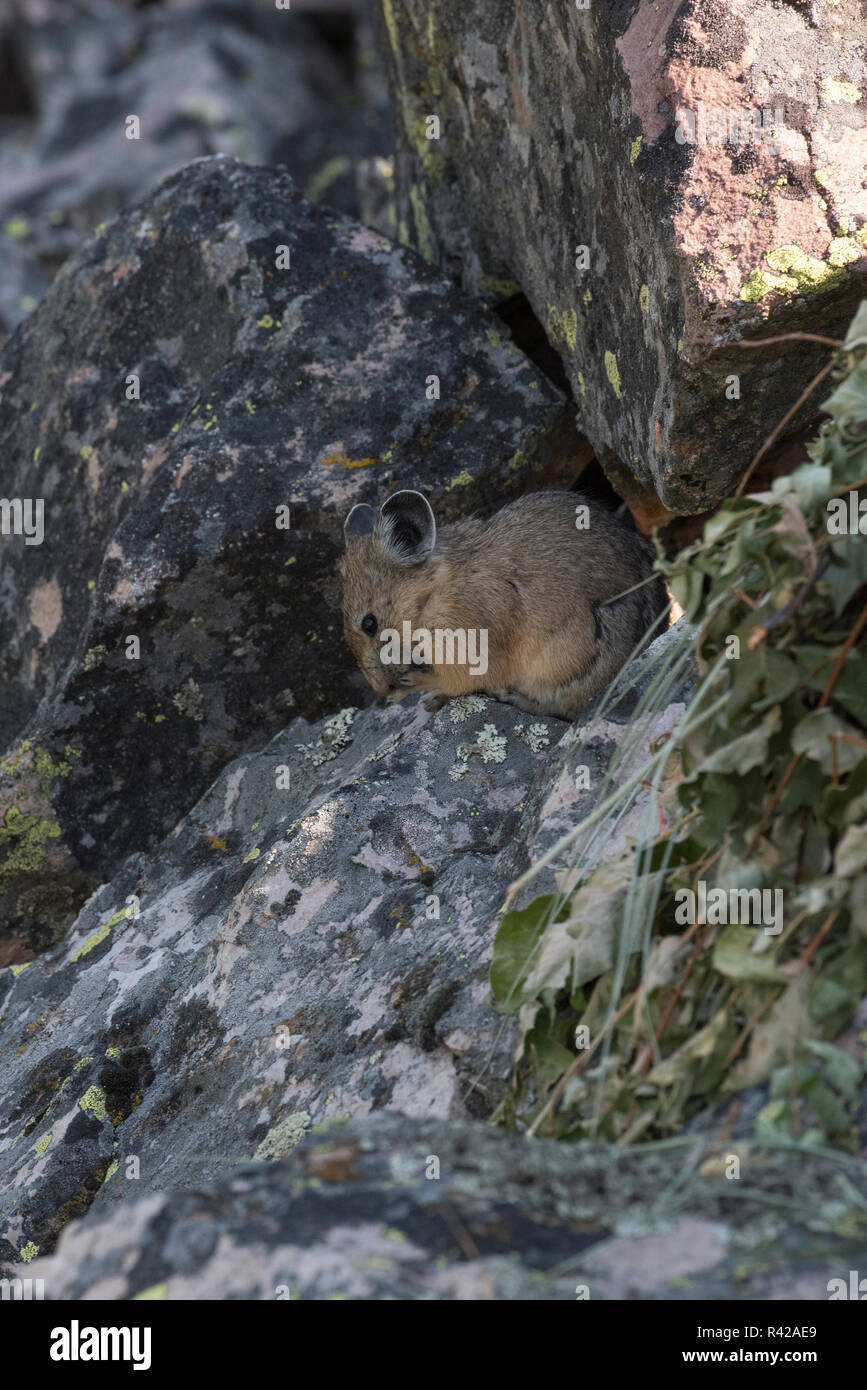 American pika ochotona princeps gathering grasses hi-res stock ...