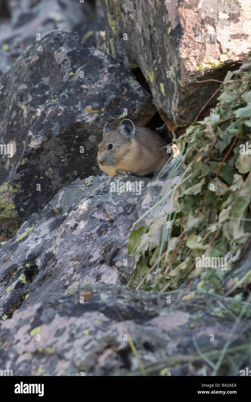 USA, Wyoming. American Pika (Ochotona princeps) on a talus slope ...