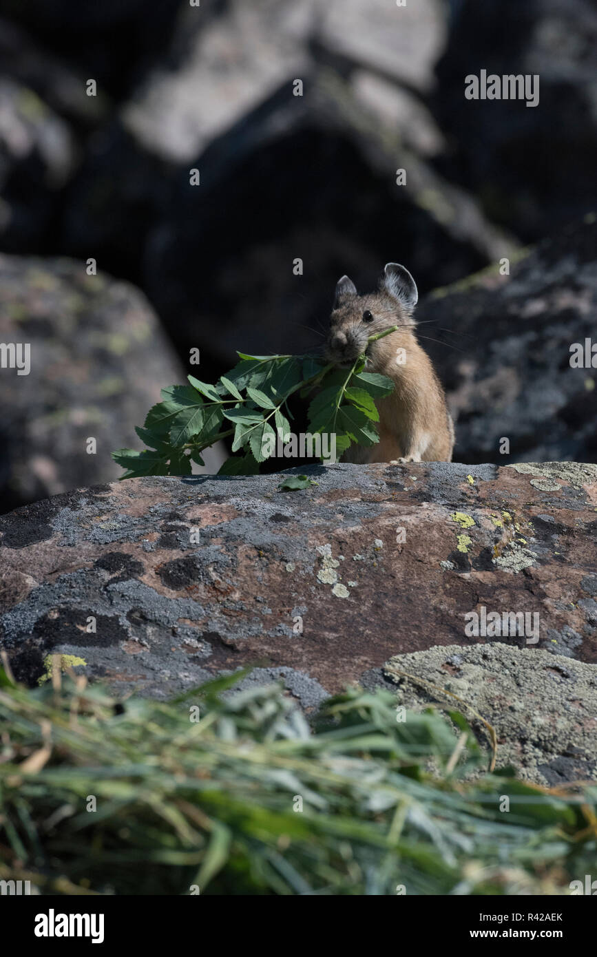 USA, Wyoming. American Pika (Ochotona princeps) on a talus slope ...
