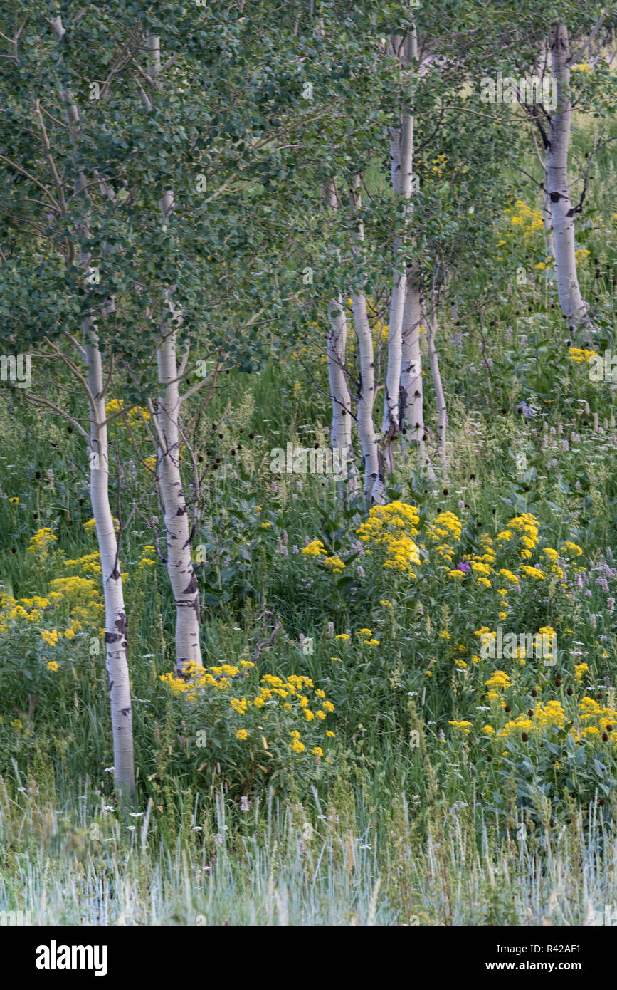 USA, Wyoming. aspen (Populus sp.), wildflowers and grasses growing ...