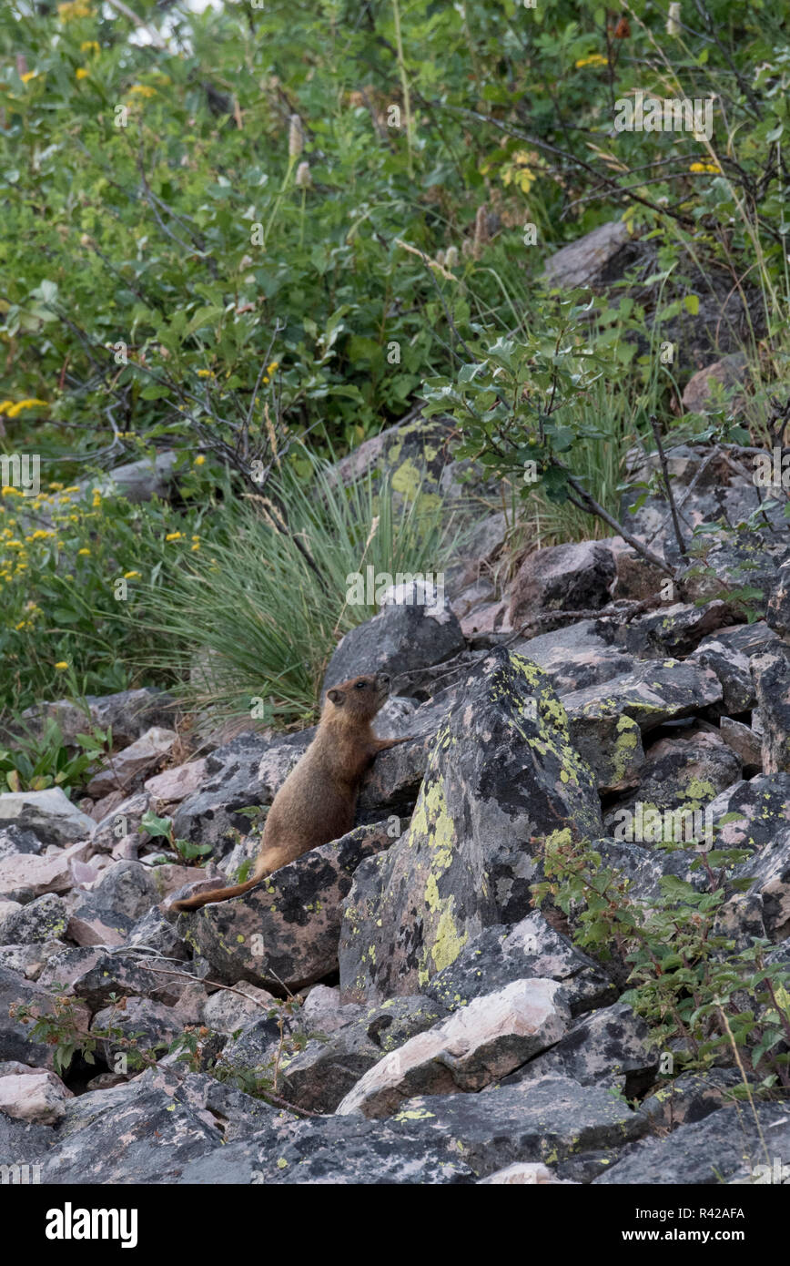 USA, Wyoming. Yellow-bellied marmot (Marmota flaviventris) climbing a ...