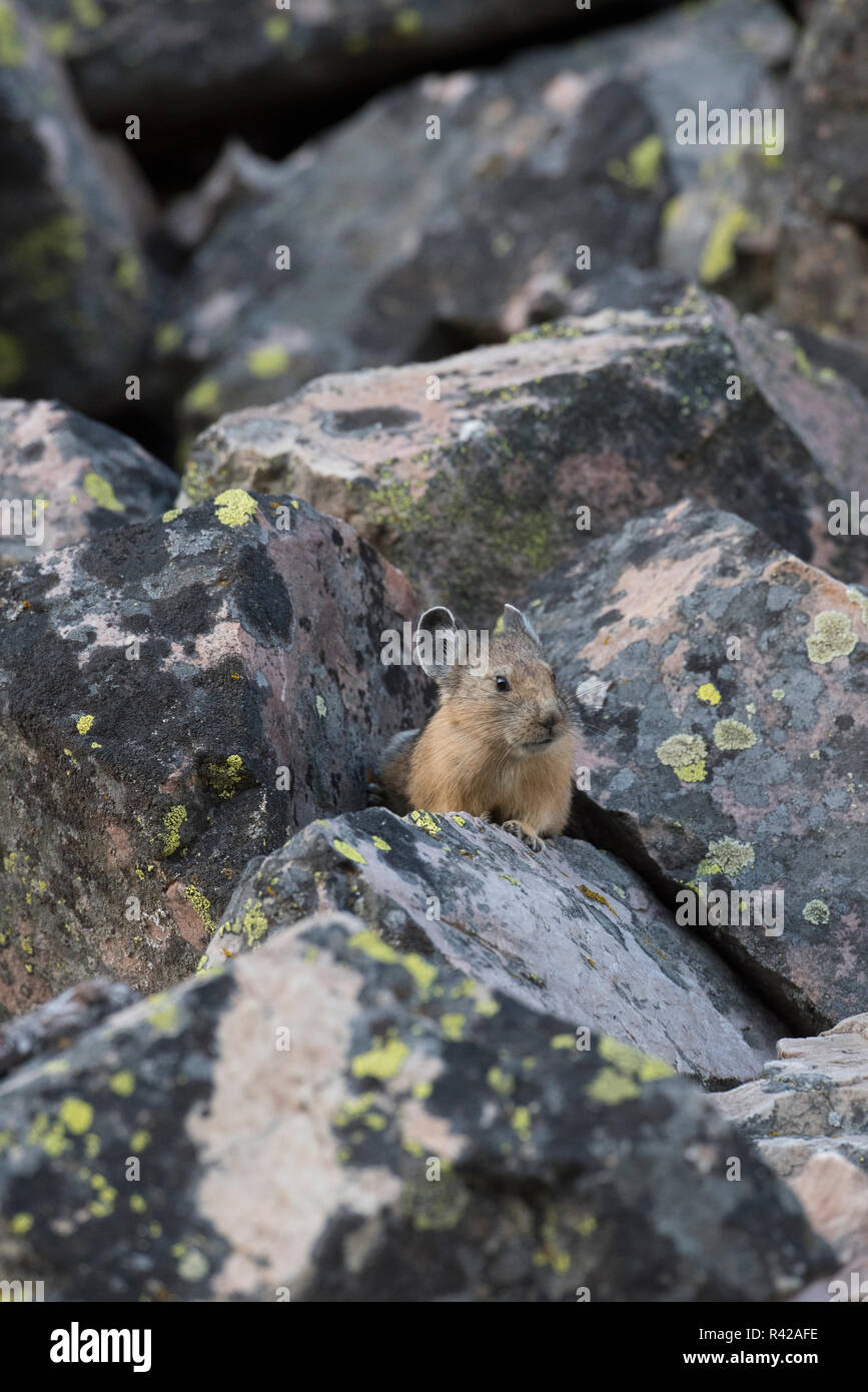 USA, Wyoming. American Pika (Ochotona princeps) on a talus slope ...