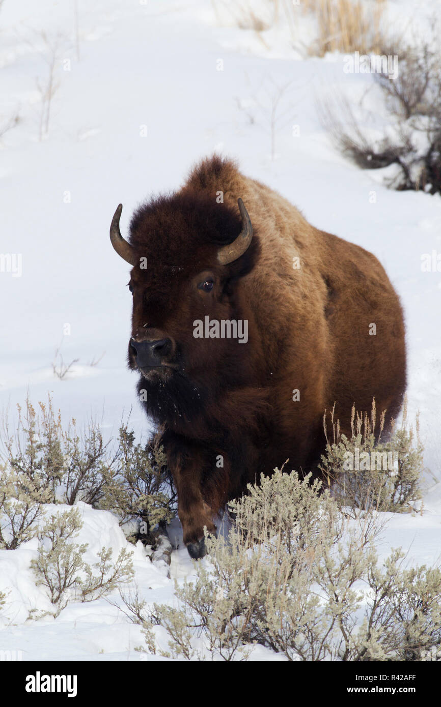 Bison Traveling through deep snow Stock Photo - Alamy