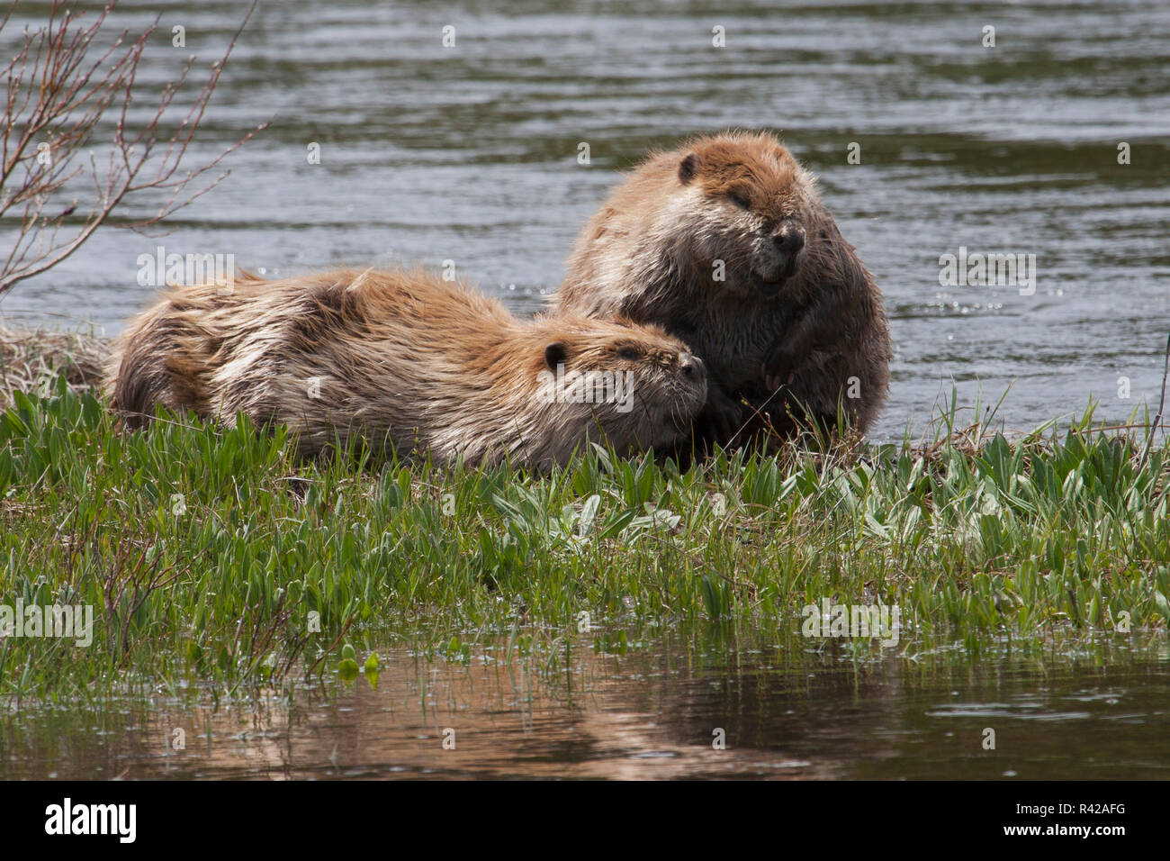 American Beaver Pair Stock Photo - Alamy