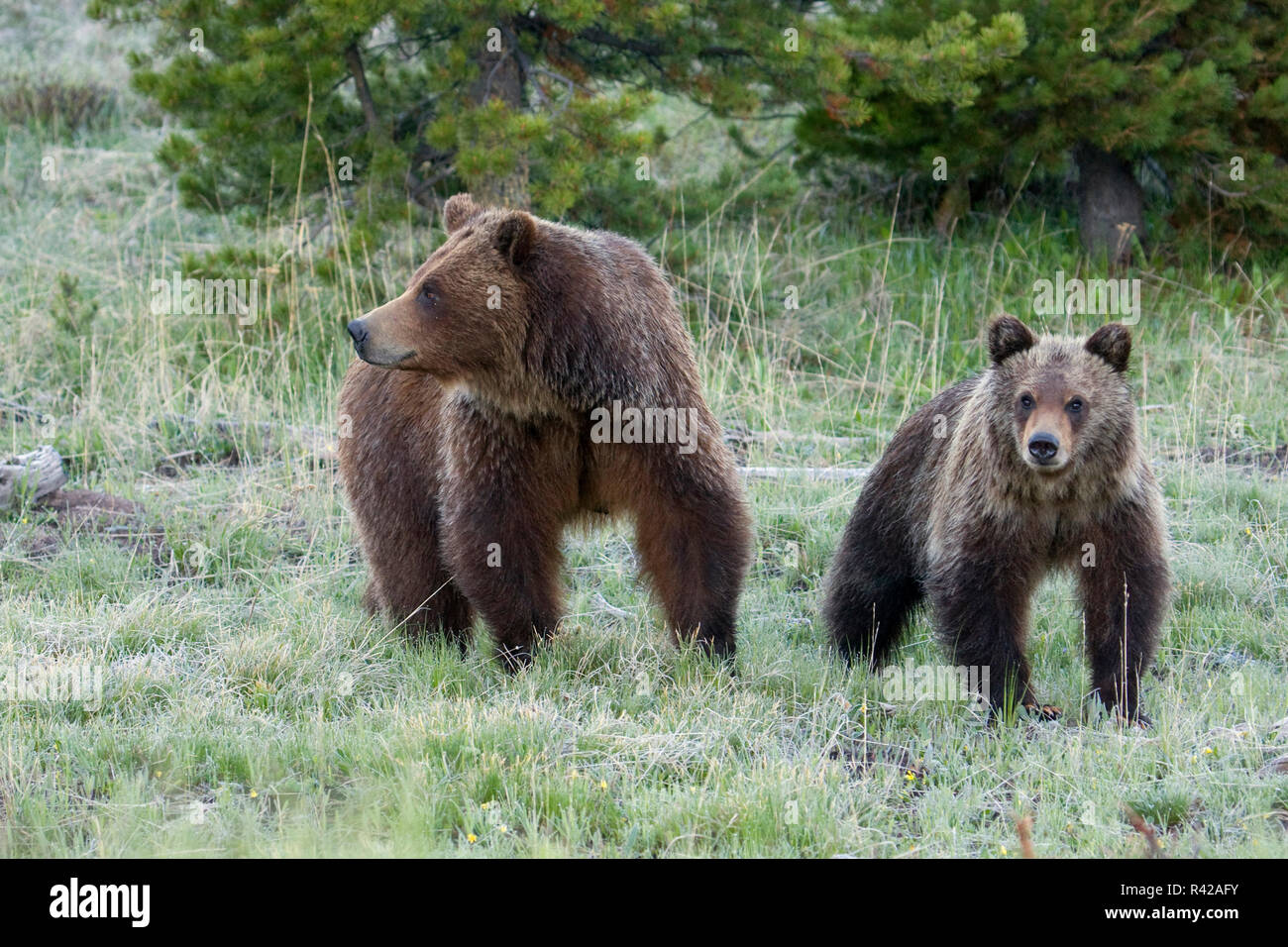 Grizzly Bear Sow with Cub Stock Photo - Alamy