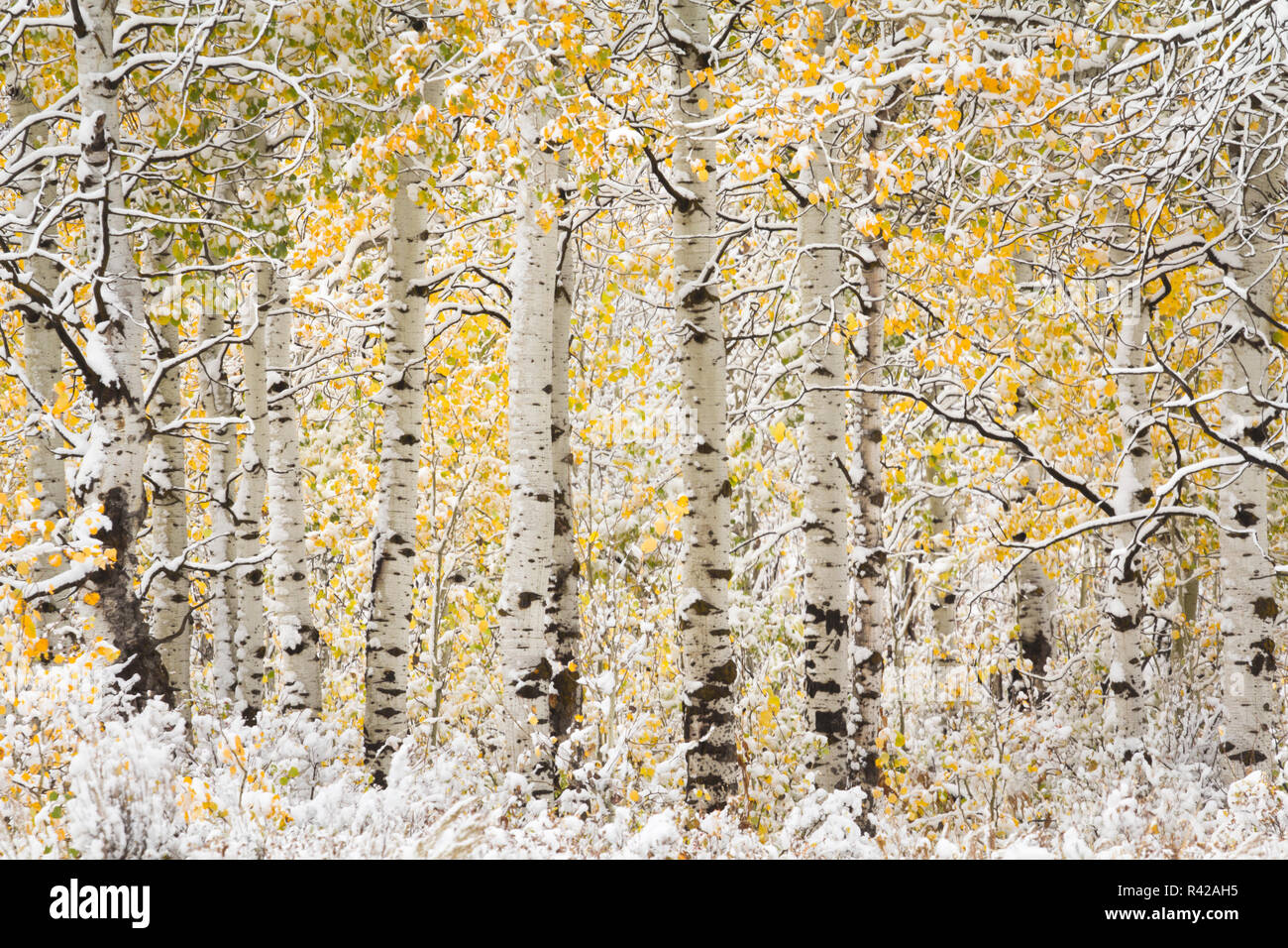 Wyoming tree hi-res stock photography and images - Alamy