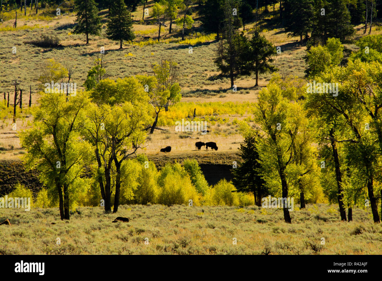 Lamar valley yellowstone national park wyoming usa hi-res stock ...