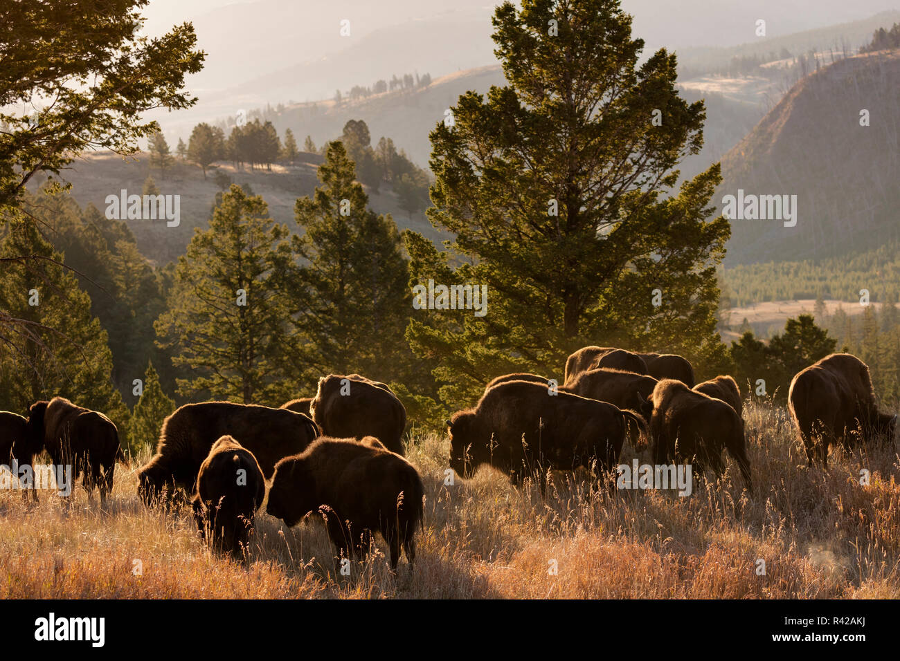 Yellowstone usa bison migration hi-res stock photography and images - Alamy