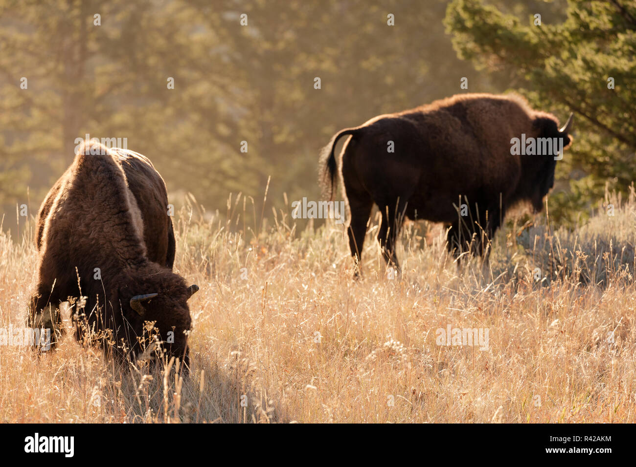 American bison bulls hi-res stock photography and images - Alamy