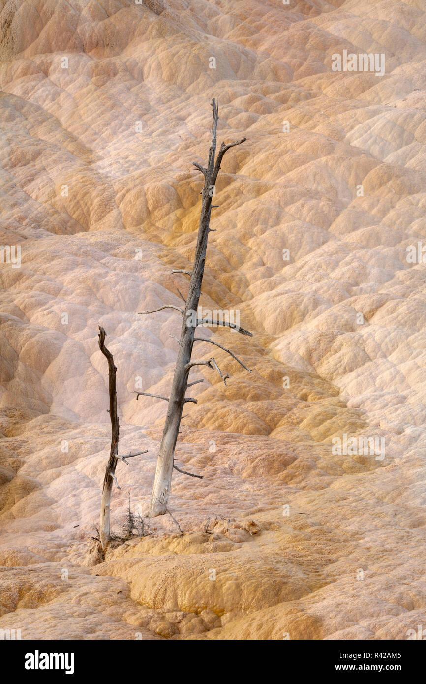 Ancient gnarled pine trees, Mammoth Hot Springs, Yellowstone National ...