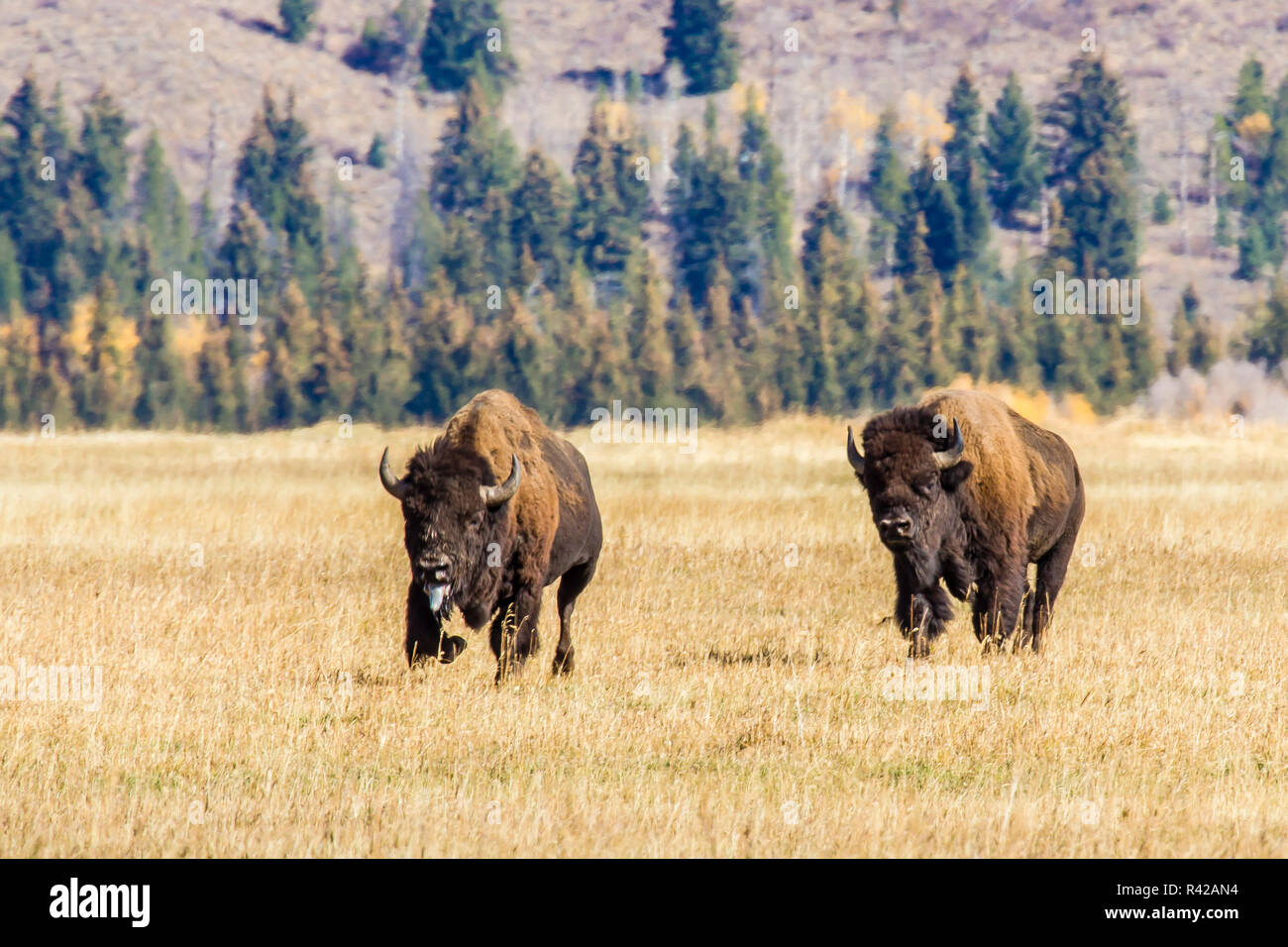 USA, Wyoming, Grand Teton National Park, Jackson Valley Meadow ...