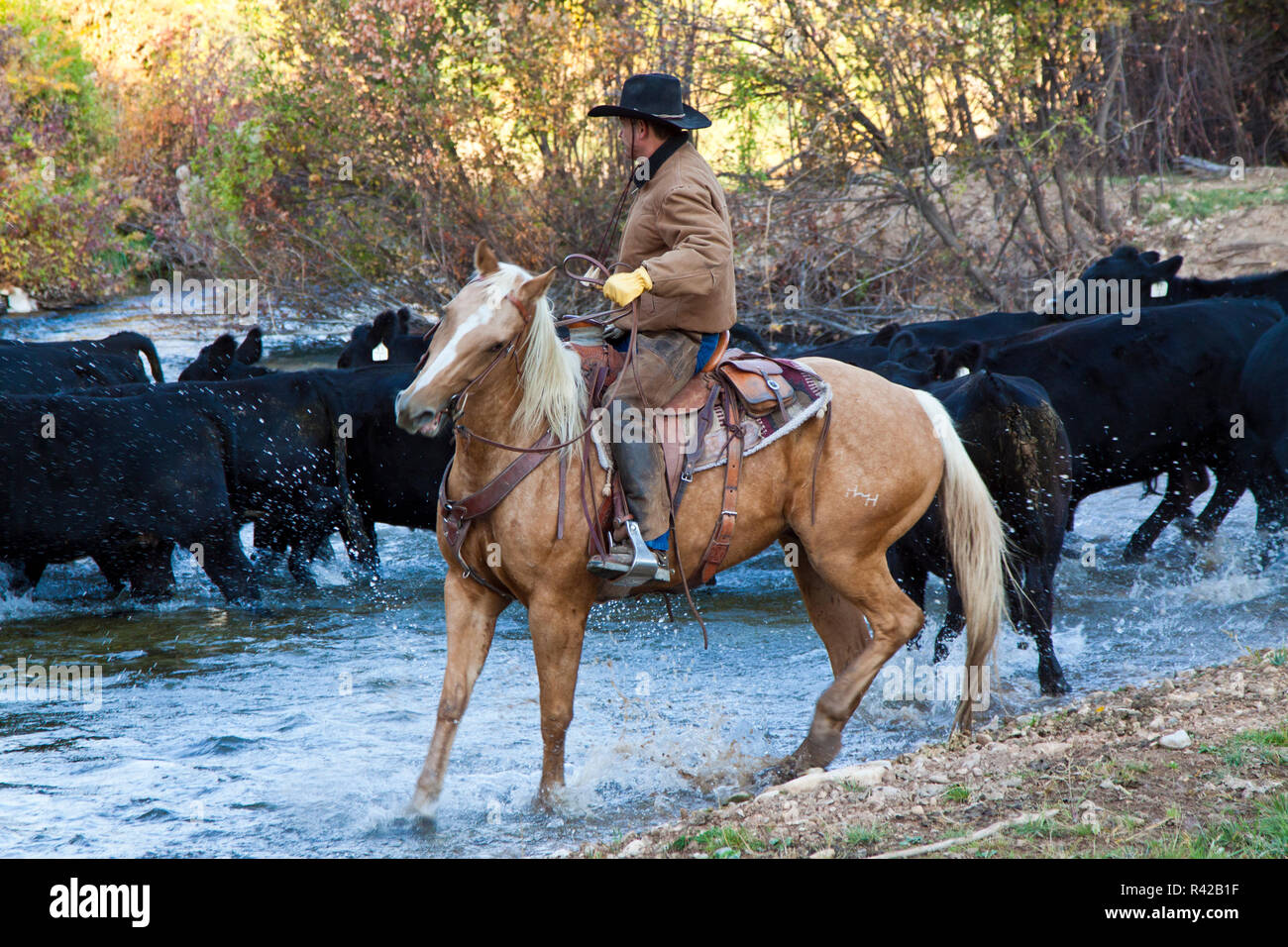 Moving Cows High Resolution Stock Photography and Images - Alamy