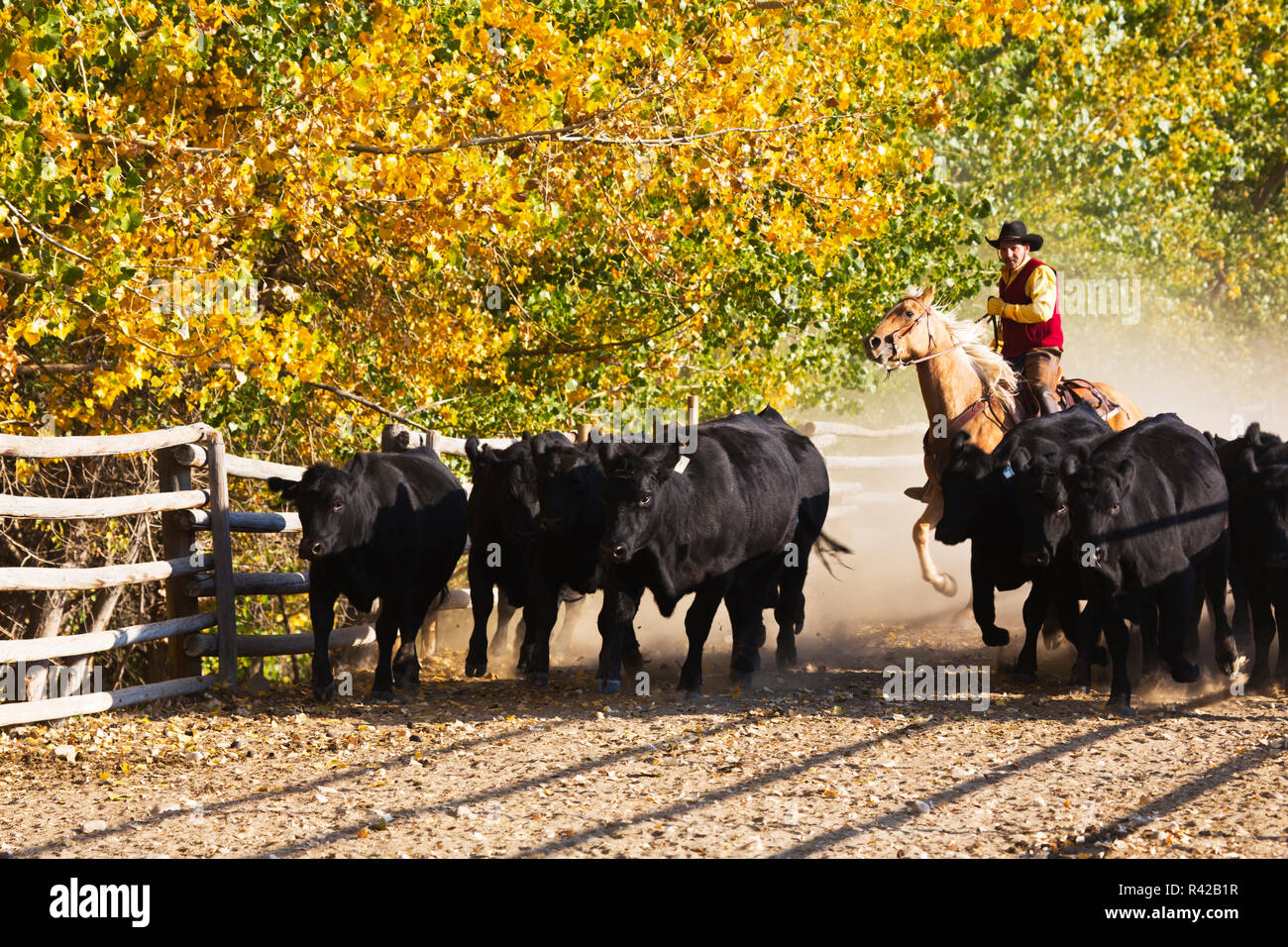 Cowboy herding hi-res stock photography and images - Alamy