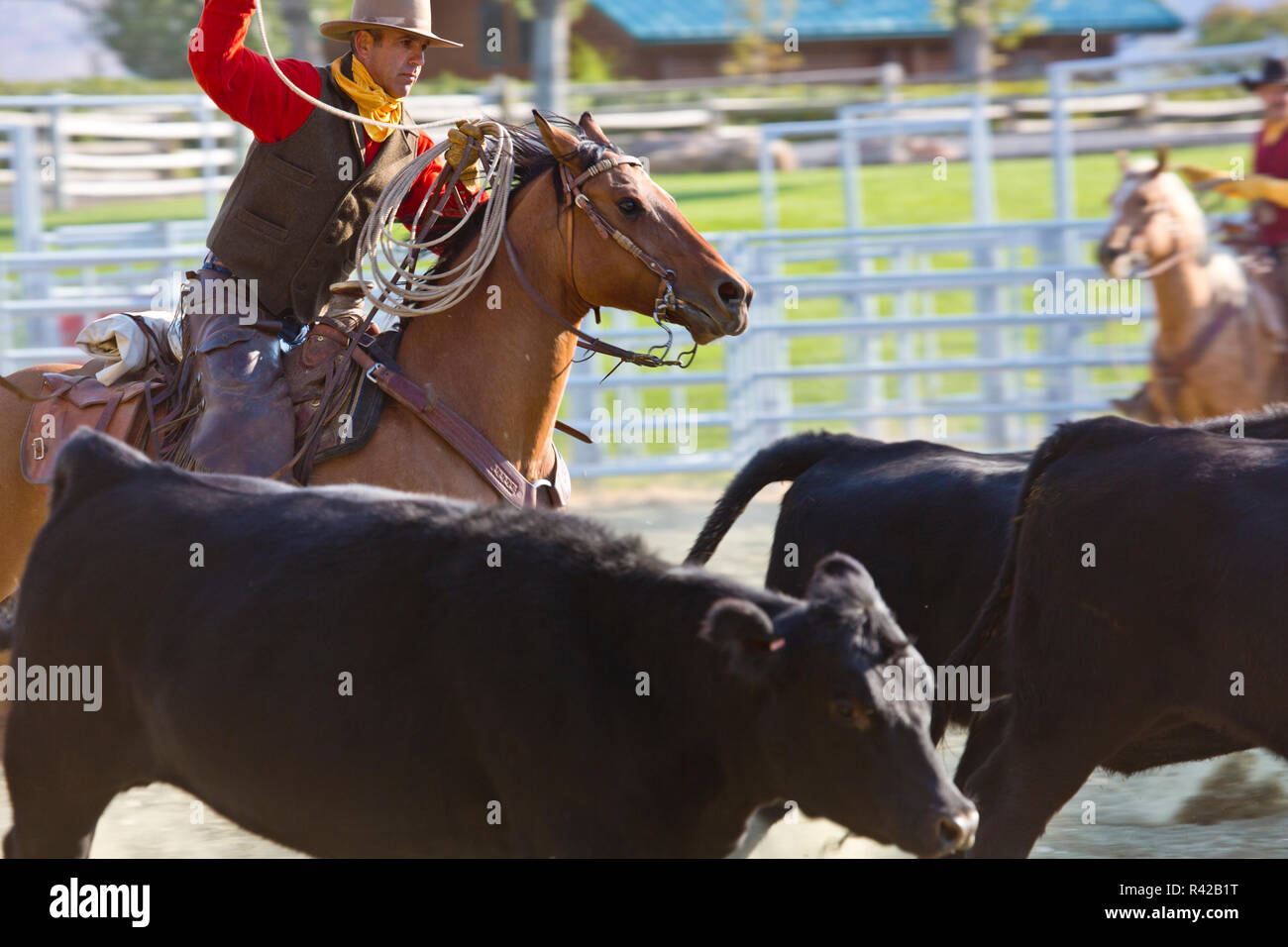Cowboys Rounding Up Cattle Stock Photos & Cowboys Rounding Up Cattle ...