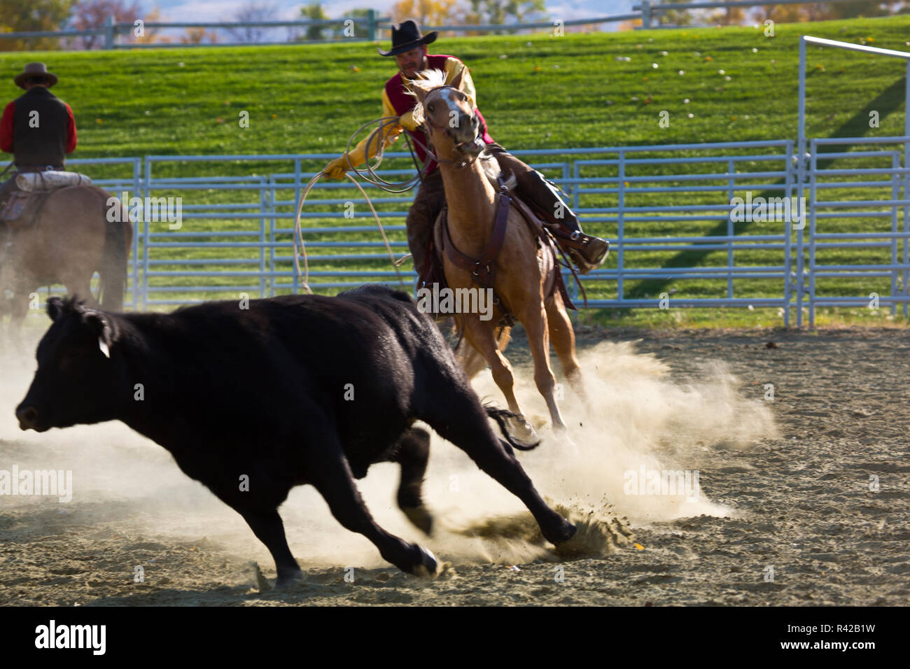 Cowboys rounding up cattle hi-res stock photography and images - Alamy