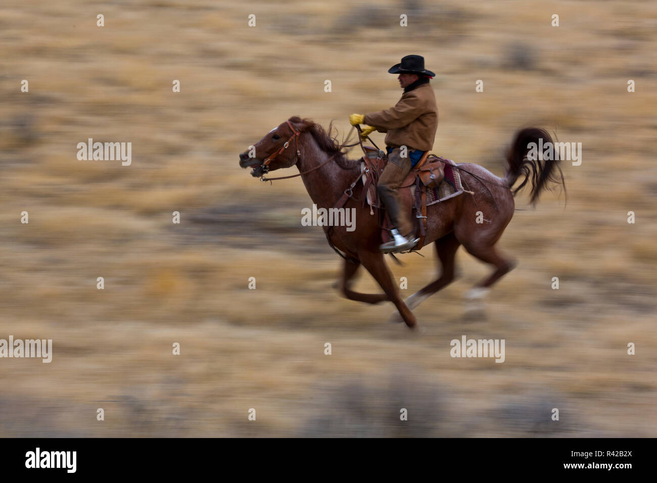 Cowboy riding horse full gallop hi-res stock photography and images - Alamy