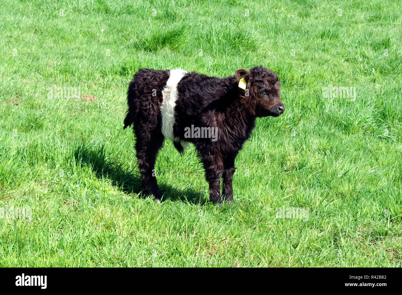 Mammal cattle belted galloway hi-res stock photography and images - Alamy