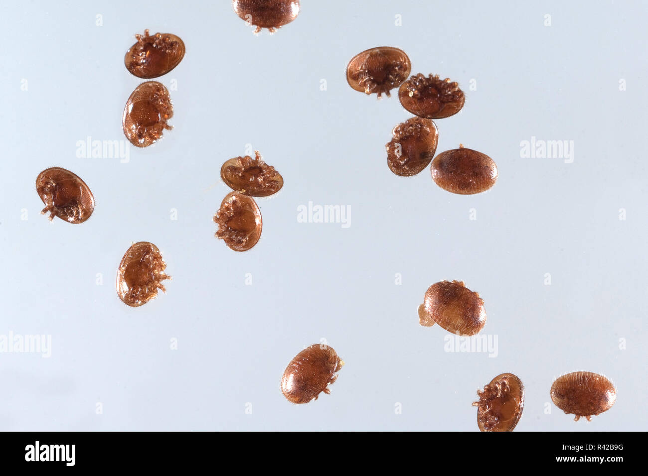 Varroamilbe, Varroa, destructor Stock Photo - Alamy