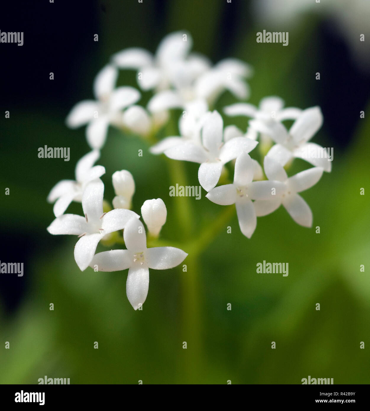 Waldmeister galium odoratum hi-res stock photography and images - Alamy