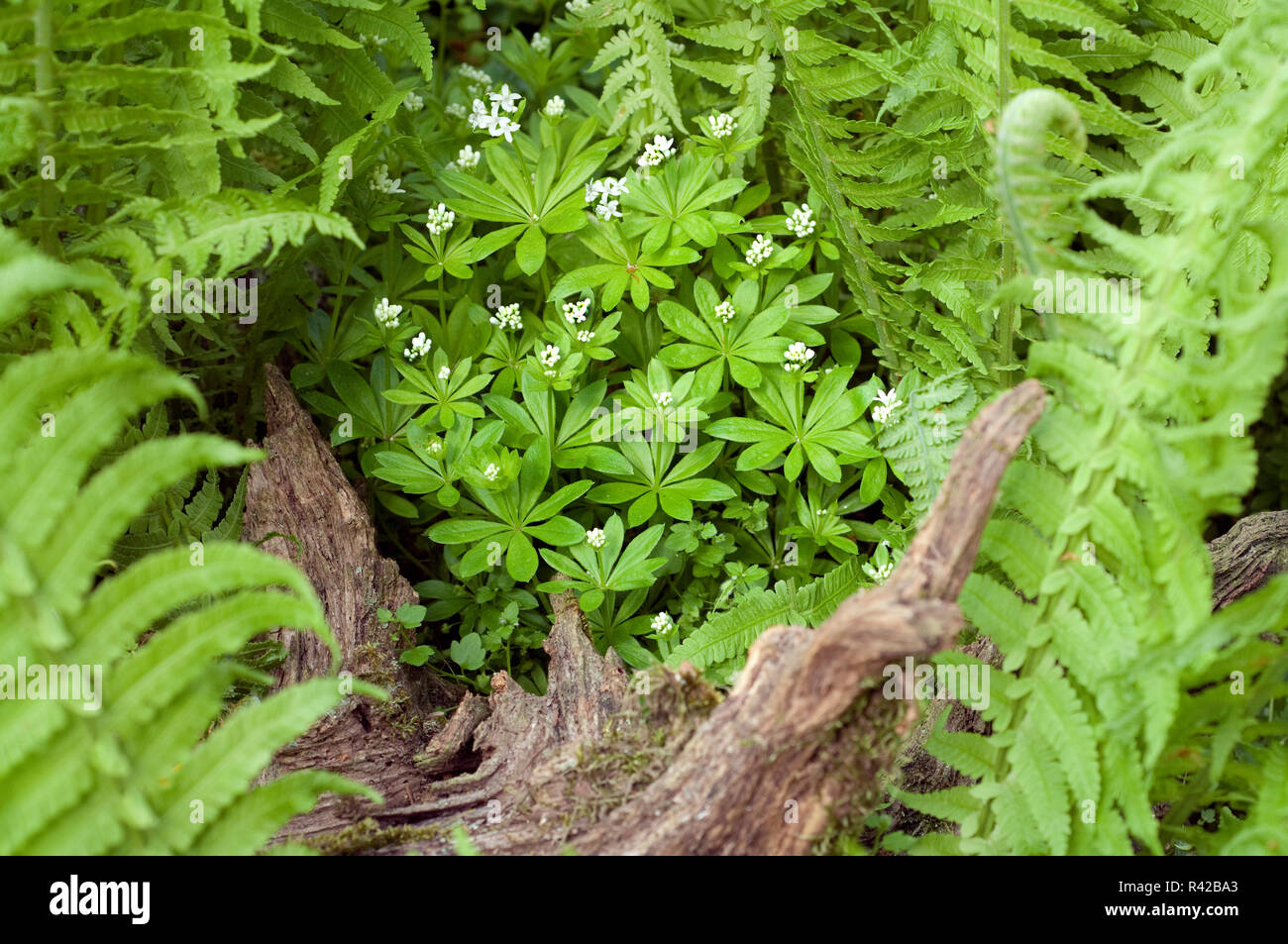 Waldmeister galium odoratum hi-res stock photography and images - Alamy