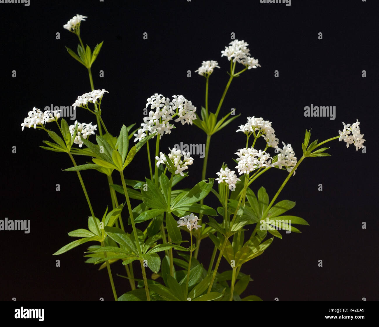 Waldmeister galium odoratum hi-res stock photography and images - Alamy