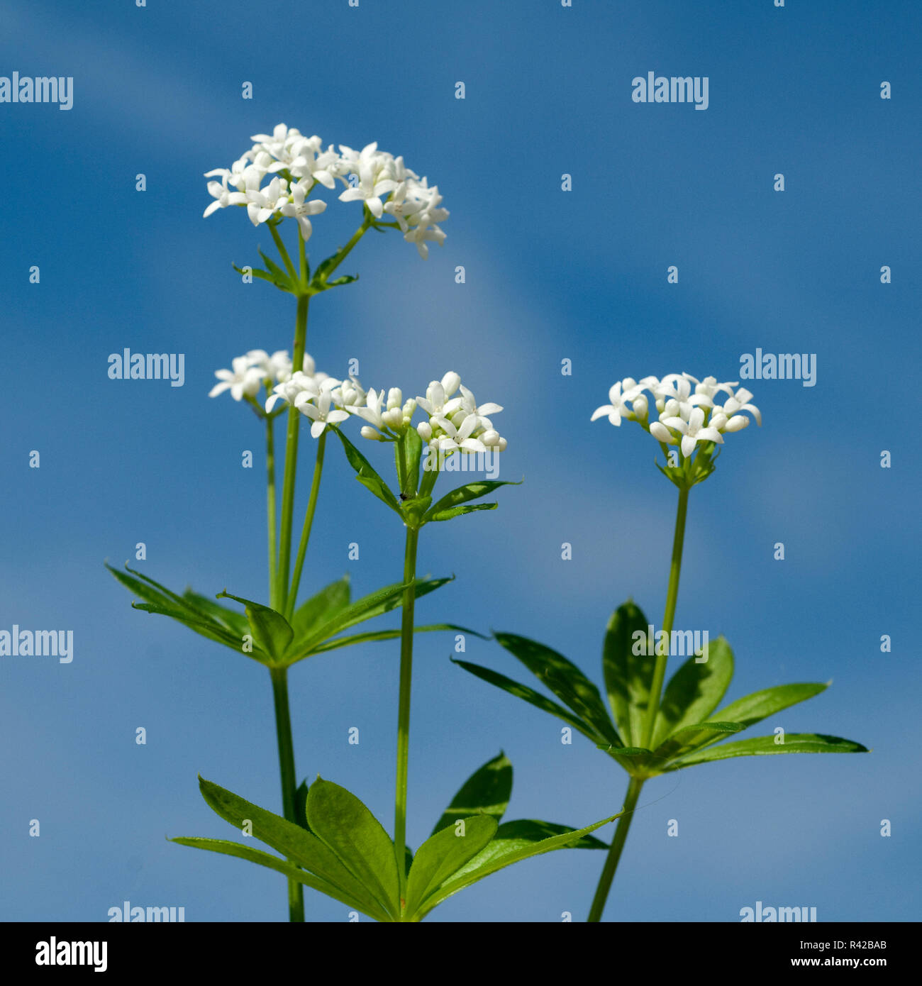 Waldmeister galium odoratum hi-res stock photography and images - Alamy