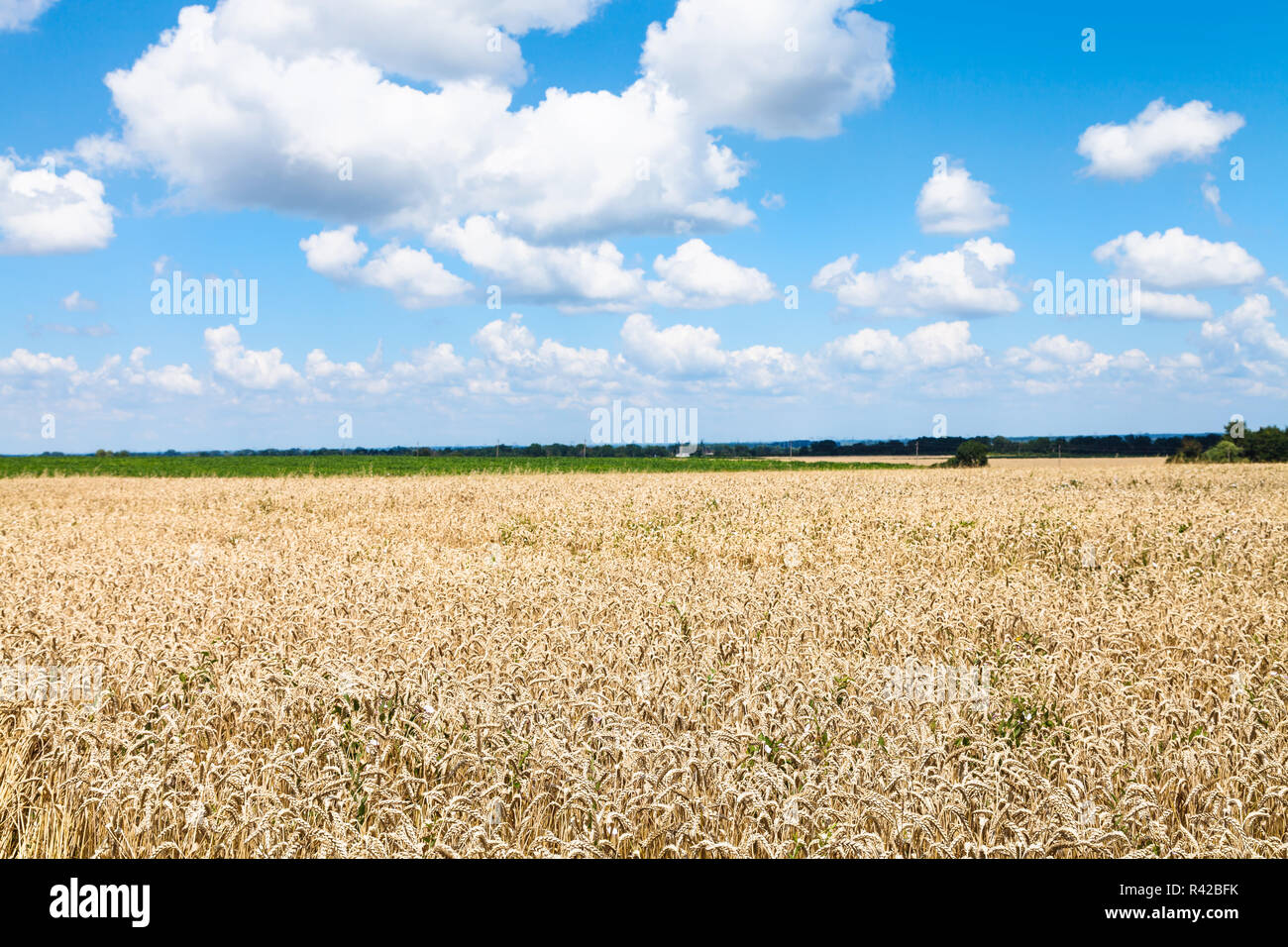 country landscape with wheat field Stock Photo - Alamy