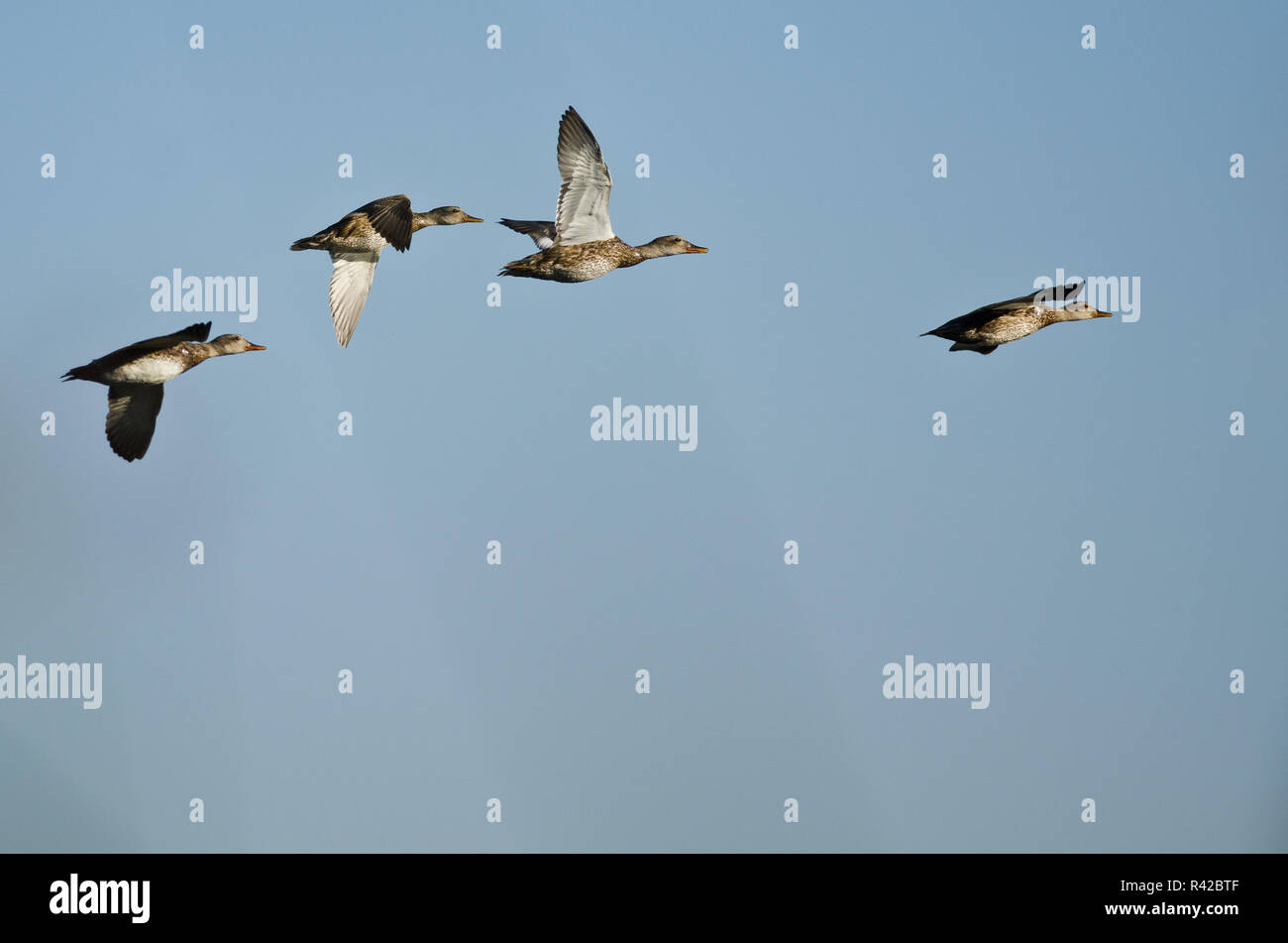 Small Flock of Ducks Flying in a Blue Sky Stock Photo - Alamy
