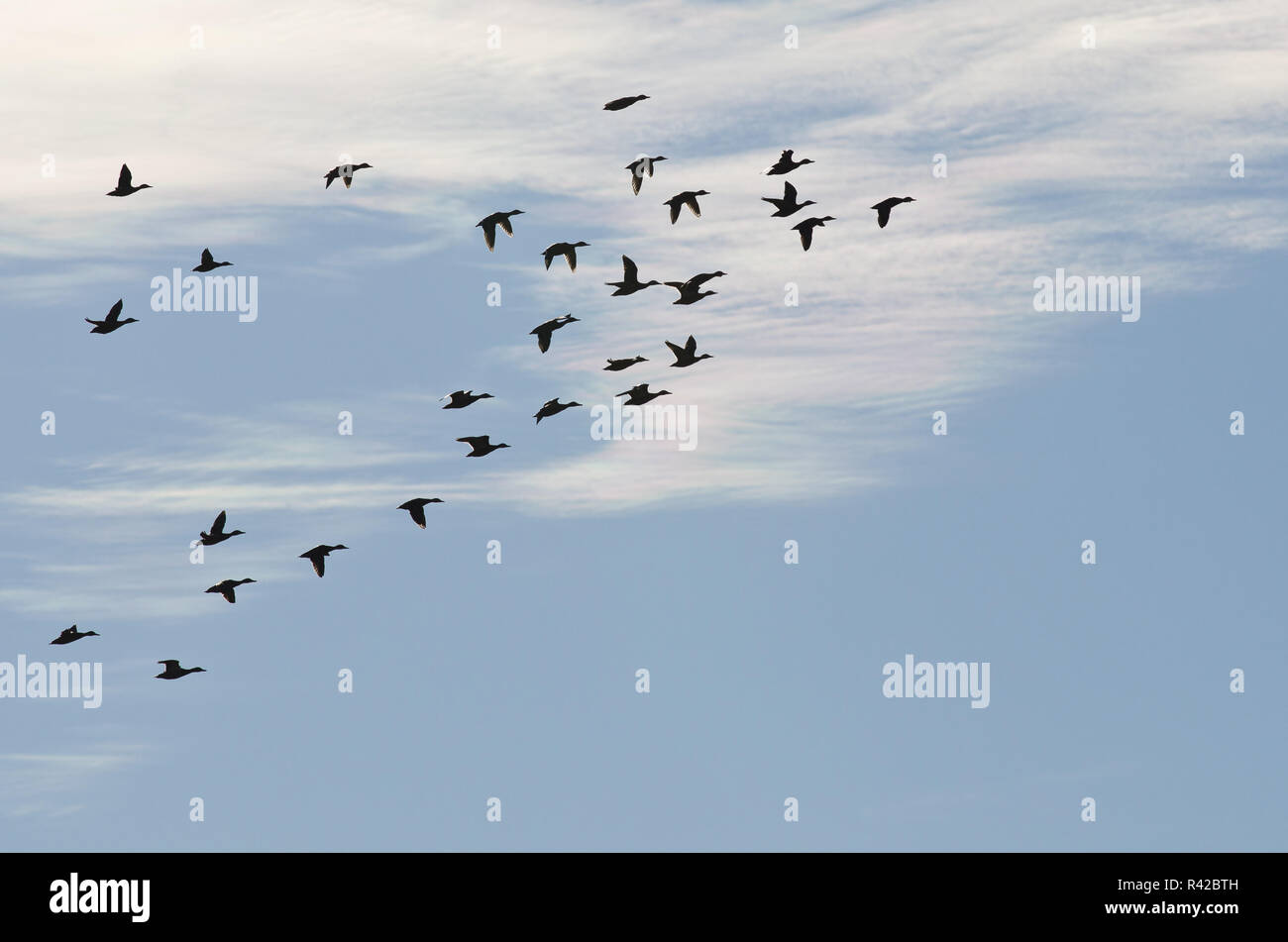 Large flock ducks flying hi-res stock photography and images - Alamy