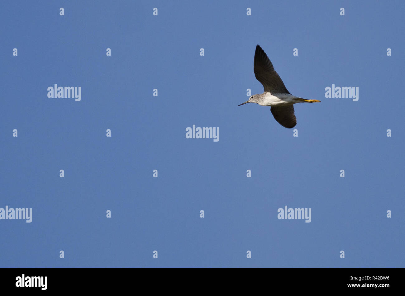 Sandpiper Flying in a Clear Blue Sky Stock Photo - Alamy