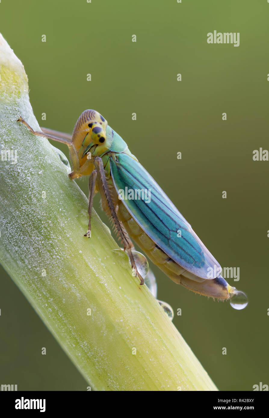 Cicadella Viridis Stock Photos & Cicadella Viridis Stock Images - Alamy