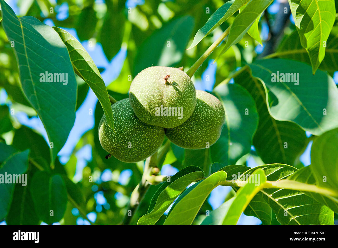 Eats walnut tree hi-res stock photography and images - Alamy