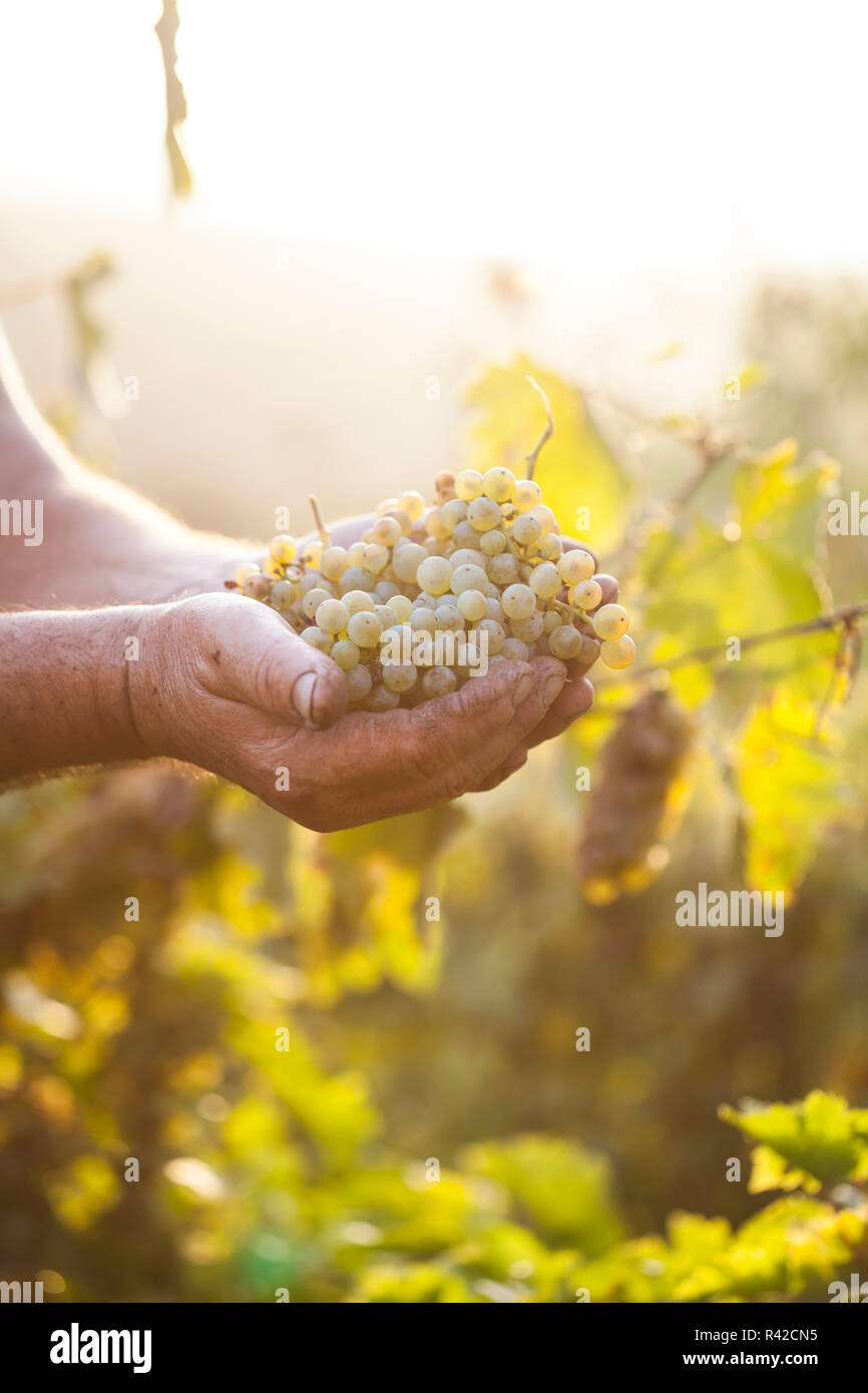 Farmers hands holding harvested grapes Stock Photo - Alamy