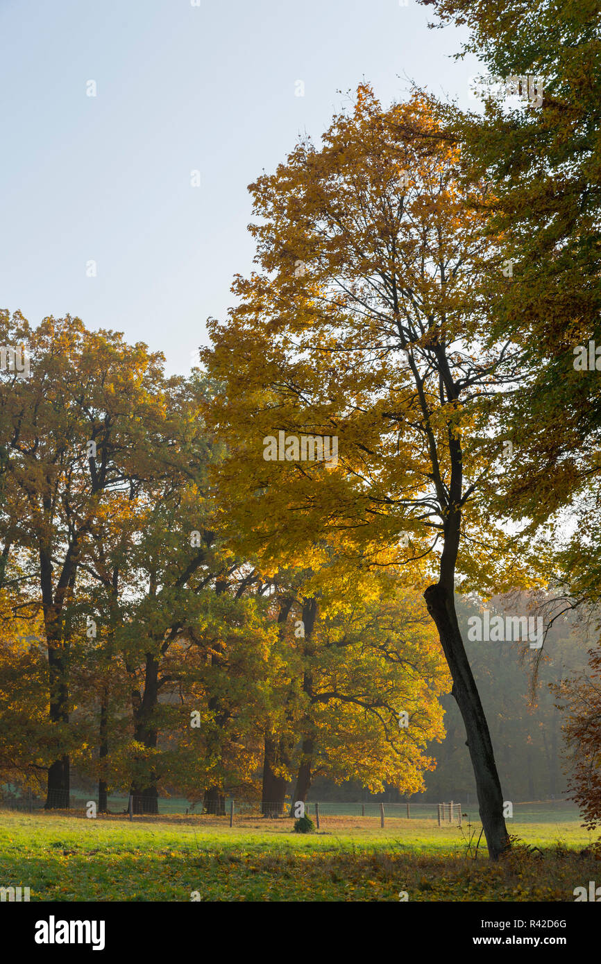 fall foliage park Stock Photo - Alamy