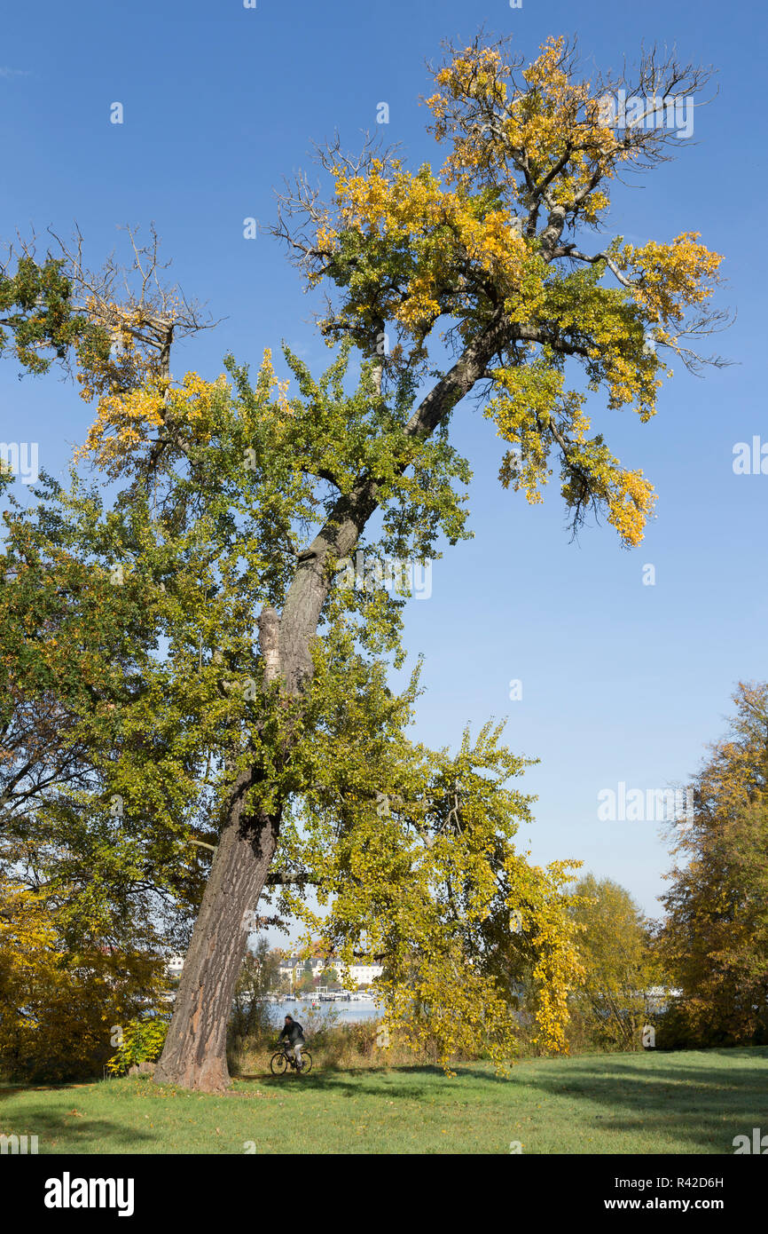 Slender trunk hi-res stock photography and images - Alamy