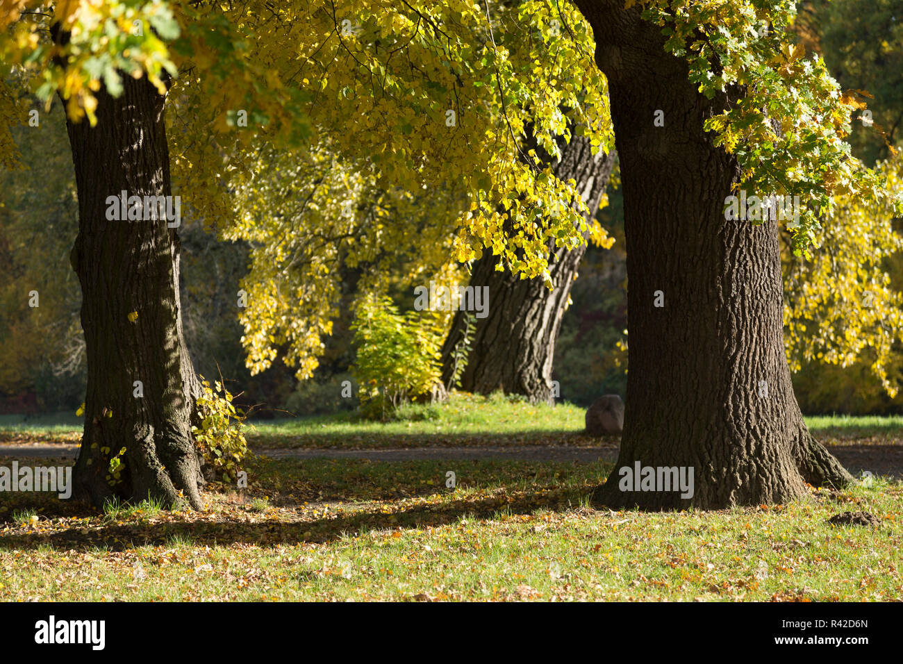 tree trunks in the sun Stock Photo - Alamy