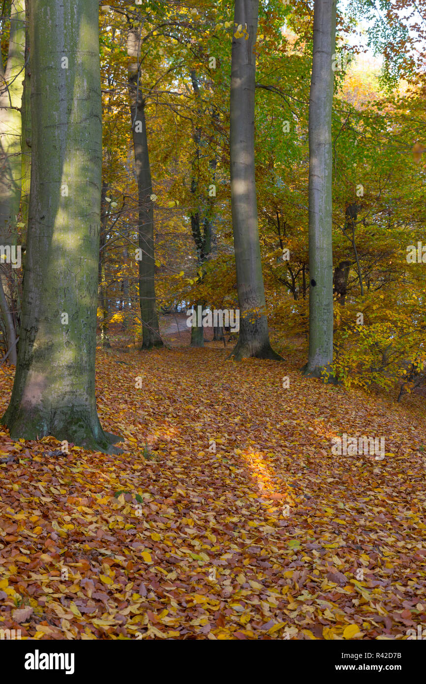 autumn forest road Stock Photo - Alamy