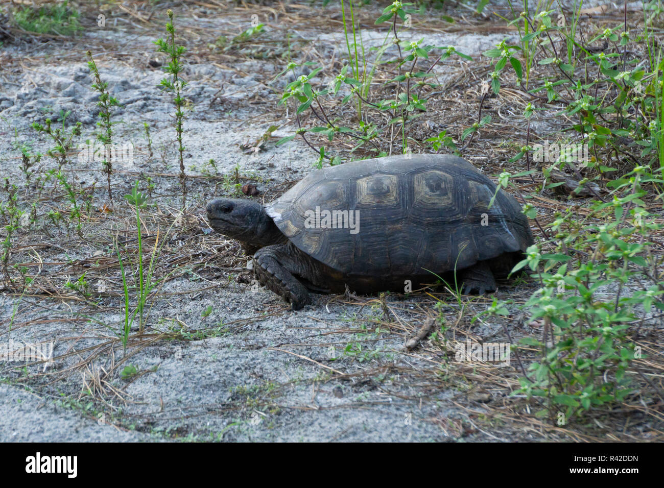 Gopher Tortoise (Gopherus polyphemus) at High Ridge Scrub Natural Area ...