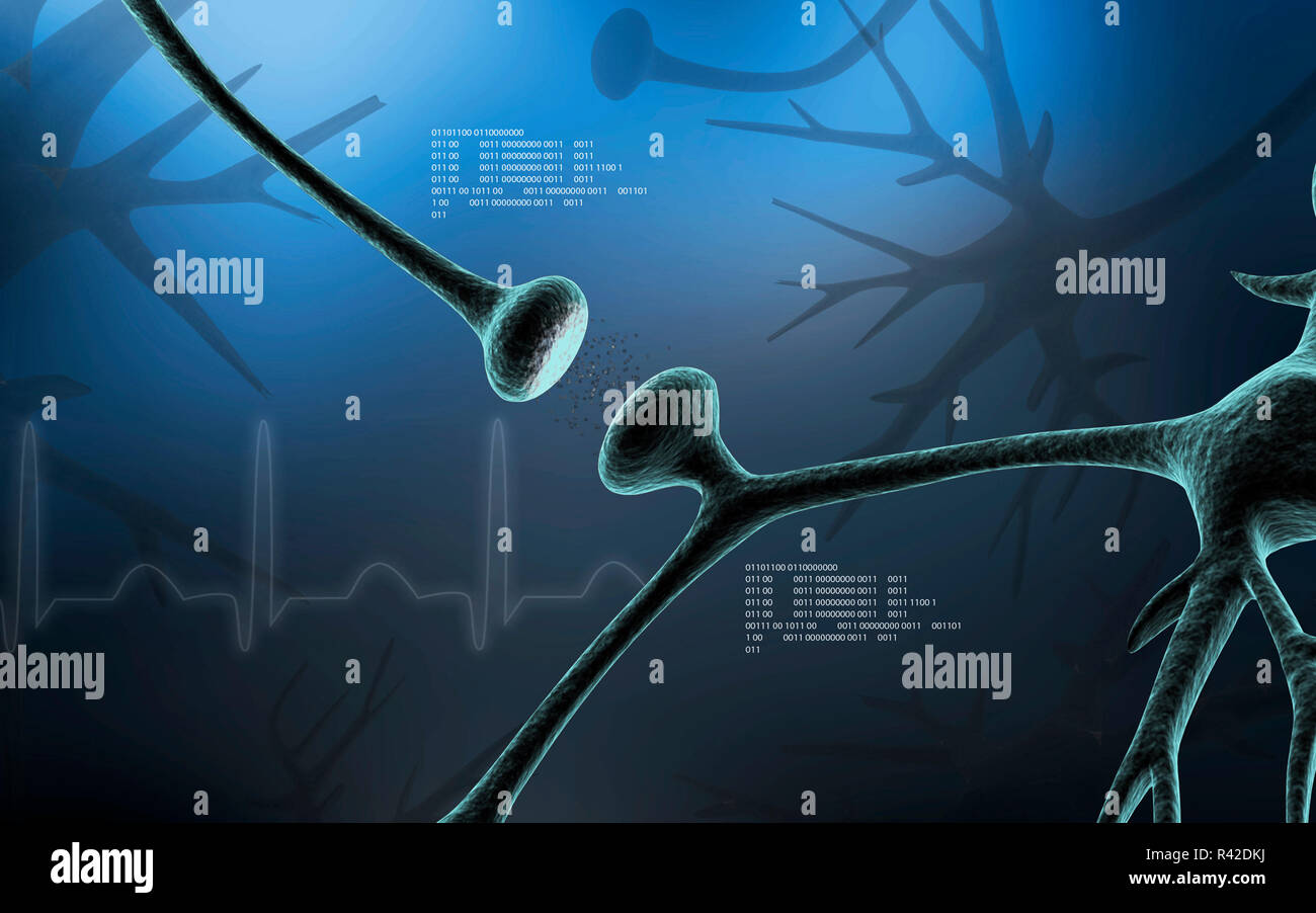 Human Synapses High Resolution Stock Photography and Images - Alamy