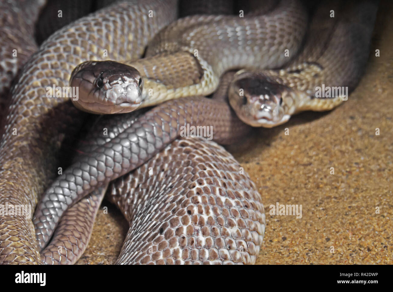 Closeup Dual Monocled Cobra on Sand Background Stock Photo - Alamy