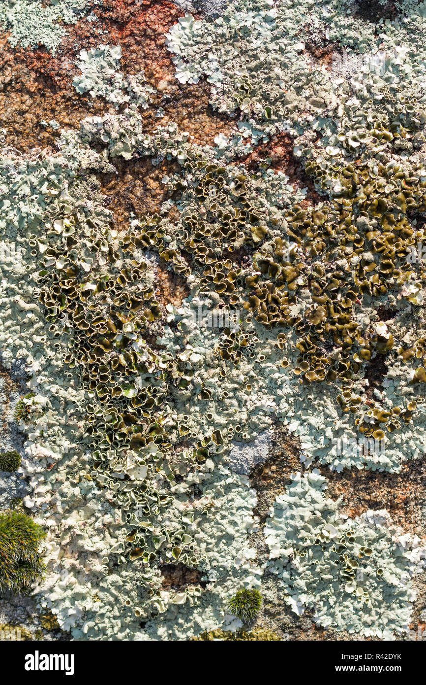 Symbiotic connection with nature hi-res stock photography and images ...