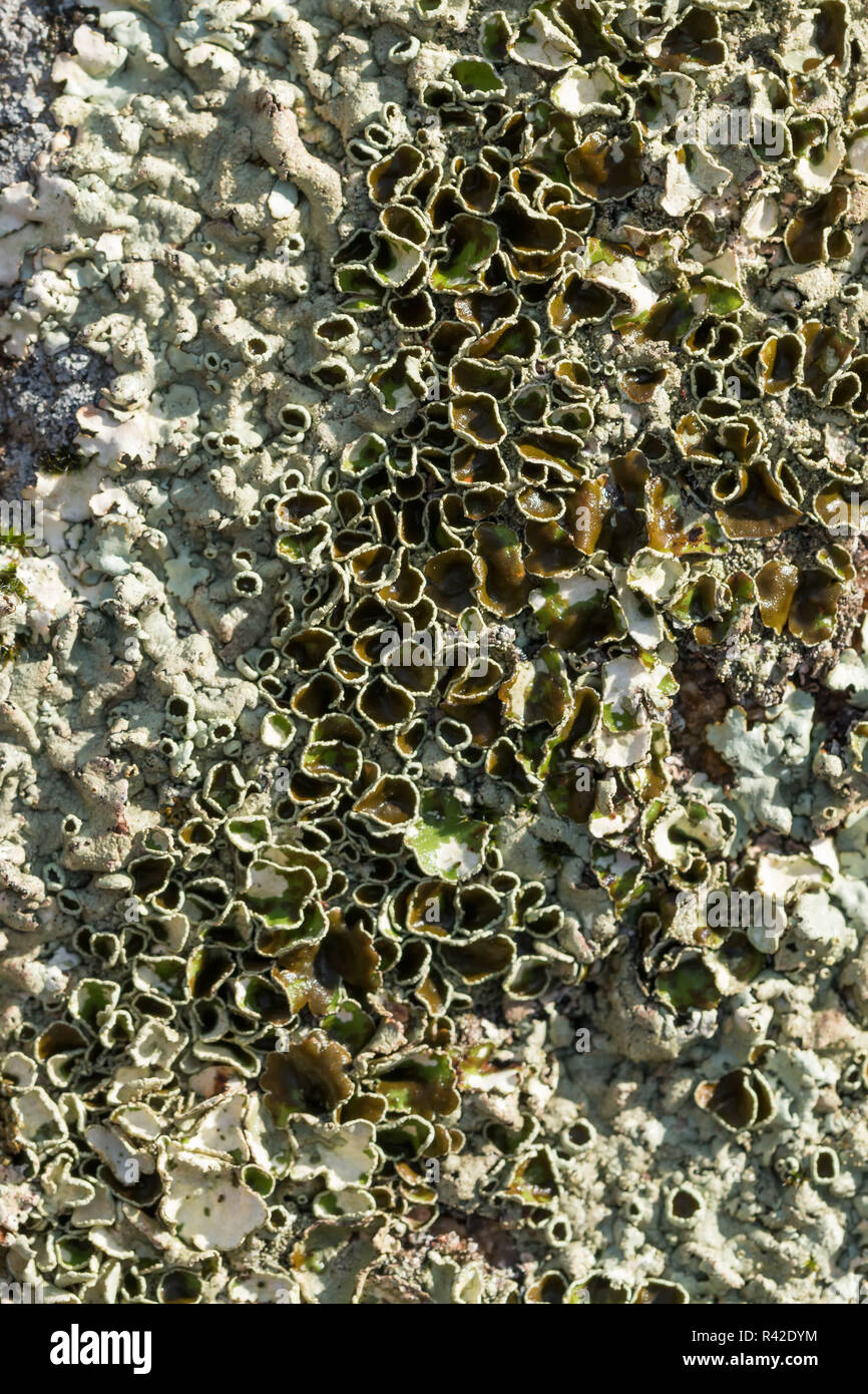 Consortium structure hi-res stock photography and images - Alamy