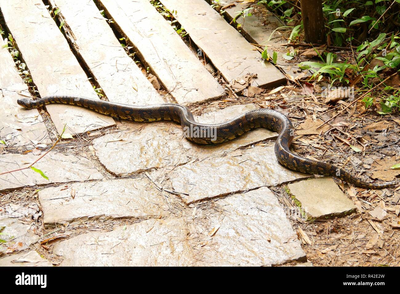 Acrantophis dumerili hi-res stock photography and images - Alamy