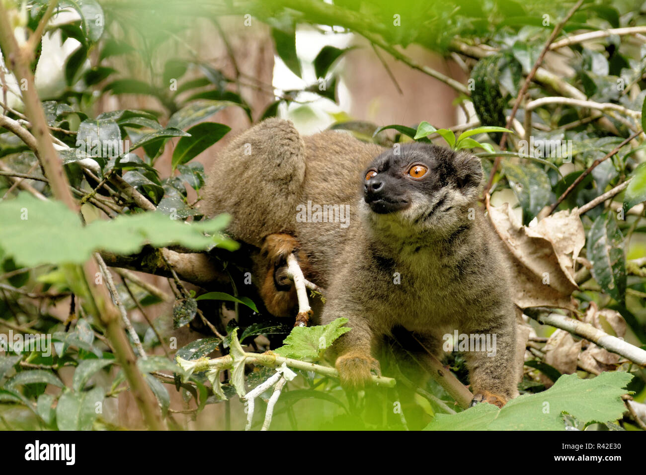 Maki affe hi-res stock photography and images - Alamy